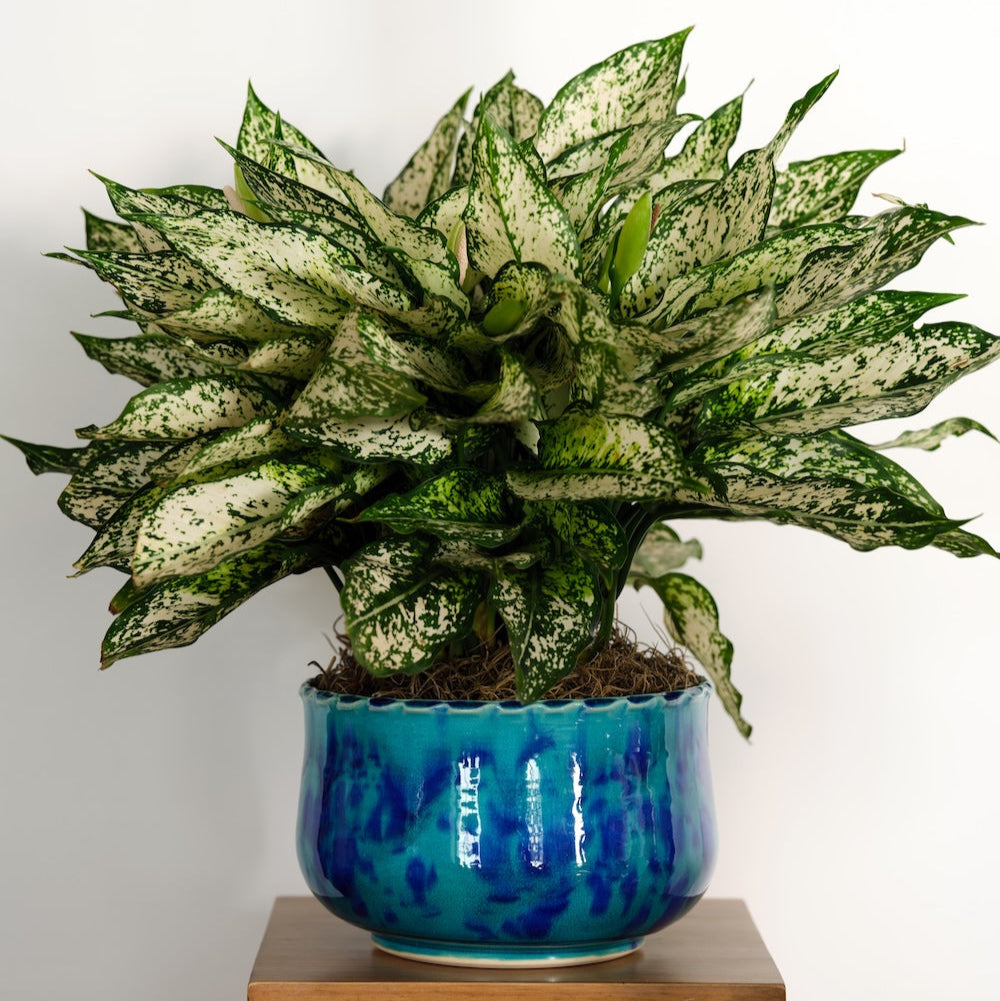 Scalloped Edge Cachepot (Turq/Blue - 5.5"H) – Bunny Williams Home