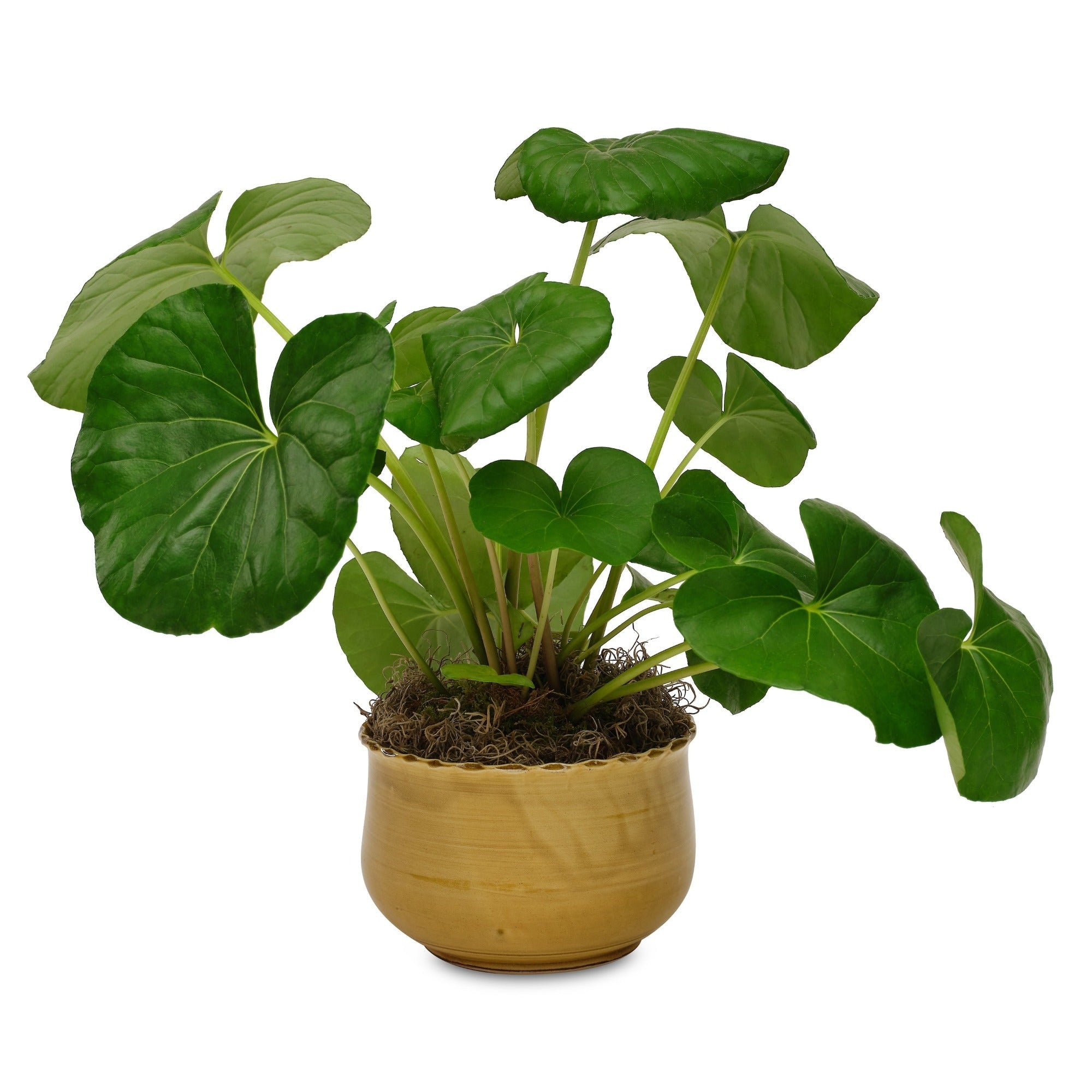 Scalloped Edge Cachepot (Gold - 5.5"H) – Bunny Williams Home