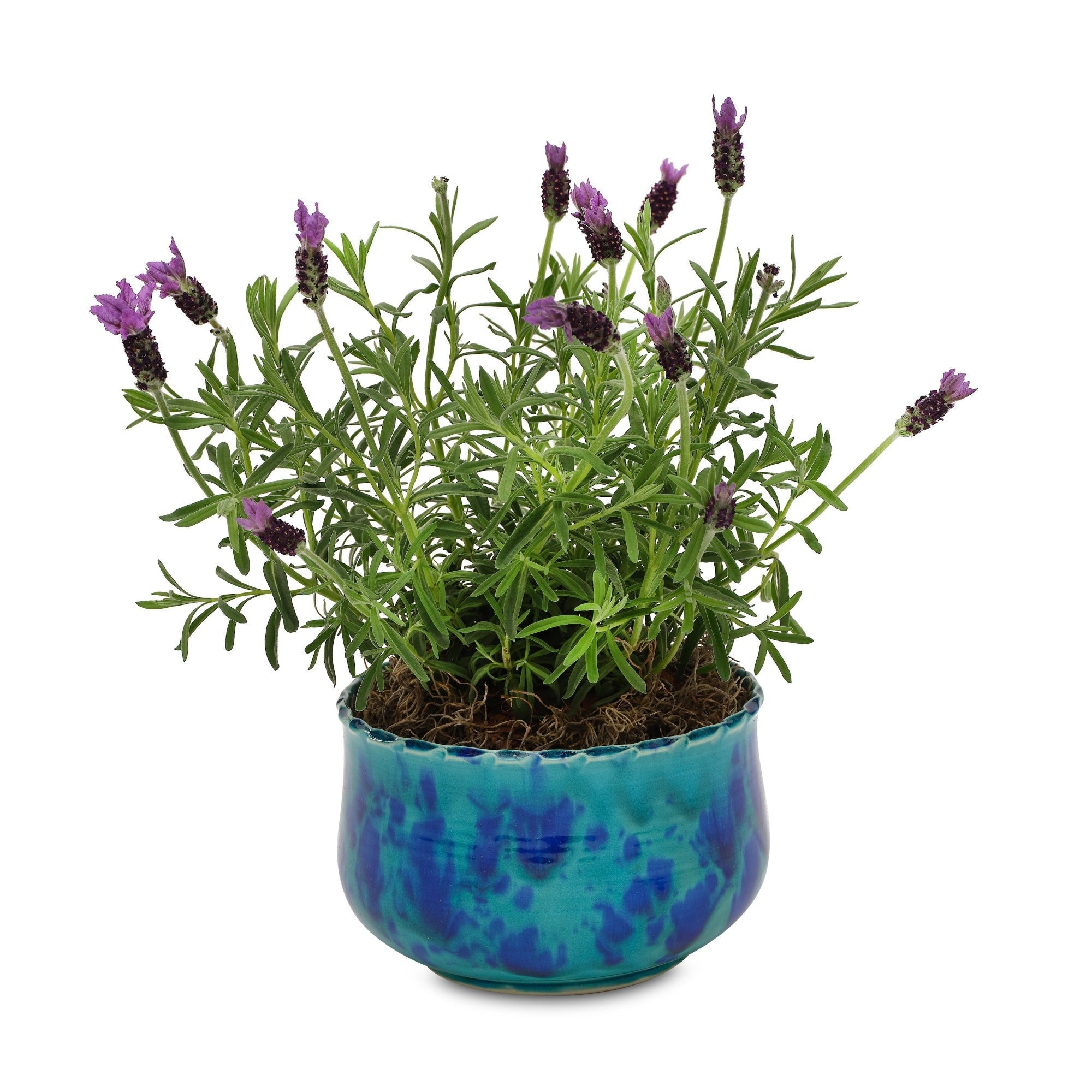 Scalloped Edge Cachepot (Turq/Blue - 5.5"H) – Bunny Williams Home