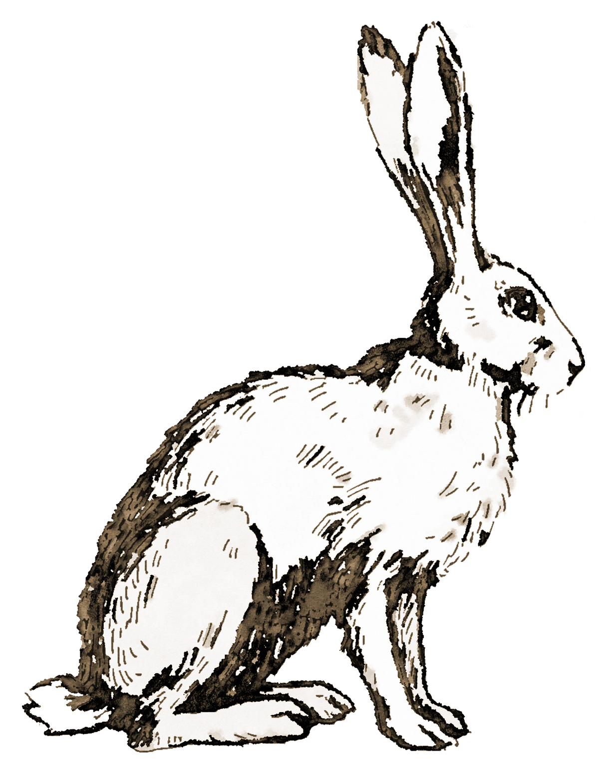 Malvasia Brass Wall Sconce – Bunny Williams Home